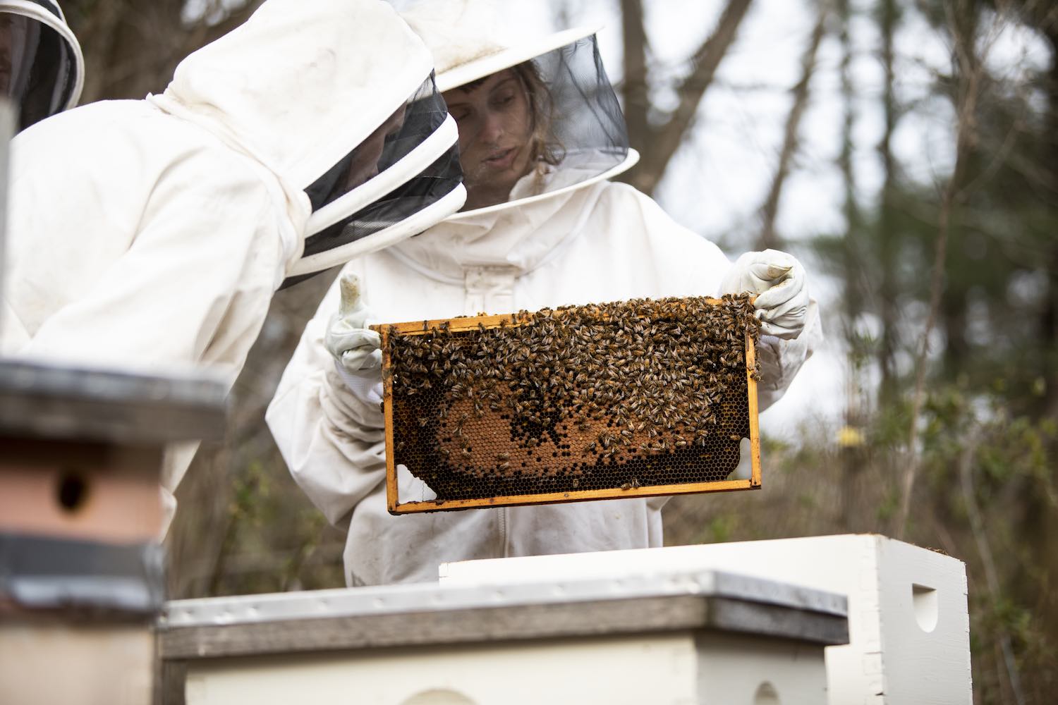 Pollination Nation | Spring 2019 | Edible Asheville